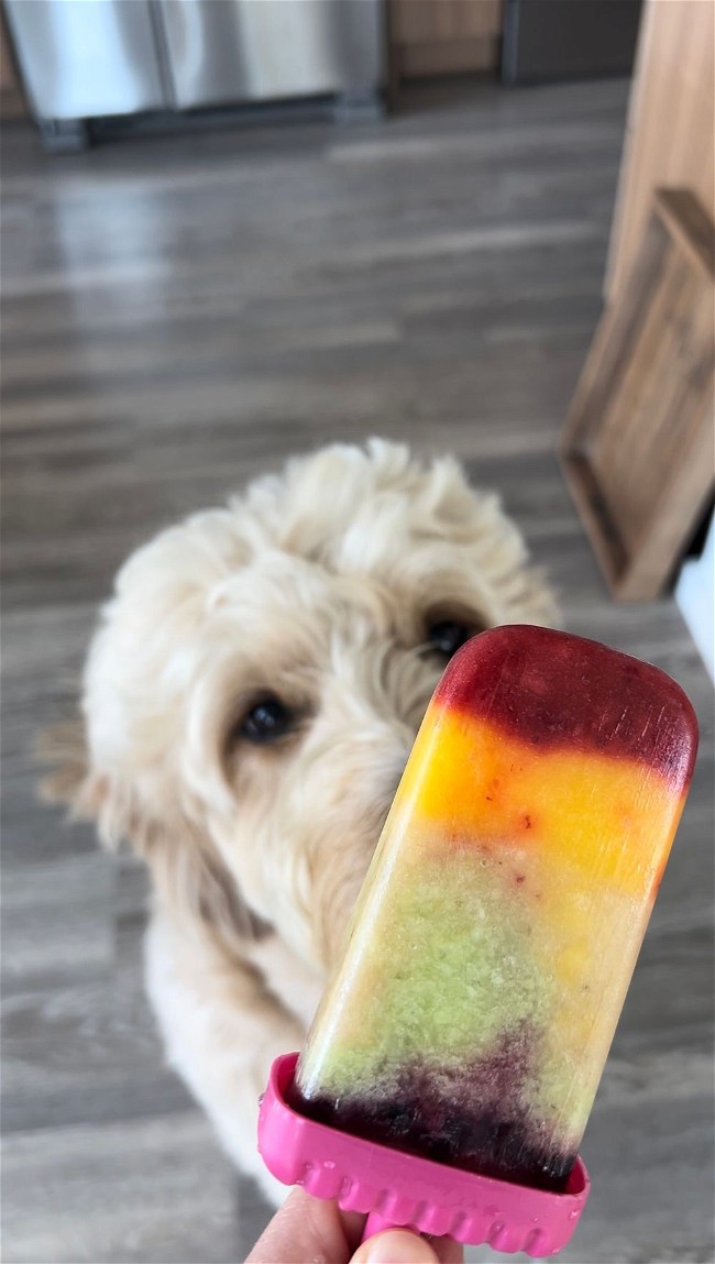 🌈 Rainbow Pupsicles